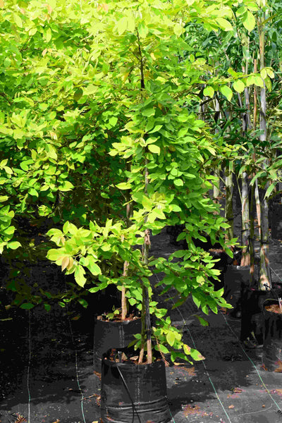 Desmodium (Desmodium golden) – Serena & Shaun's Plant Shop