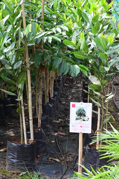 Coconut Banavali (Cocos nucifera) – Serena & Shaun's Plant Shop