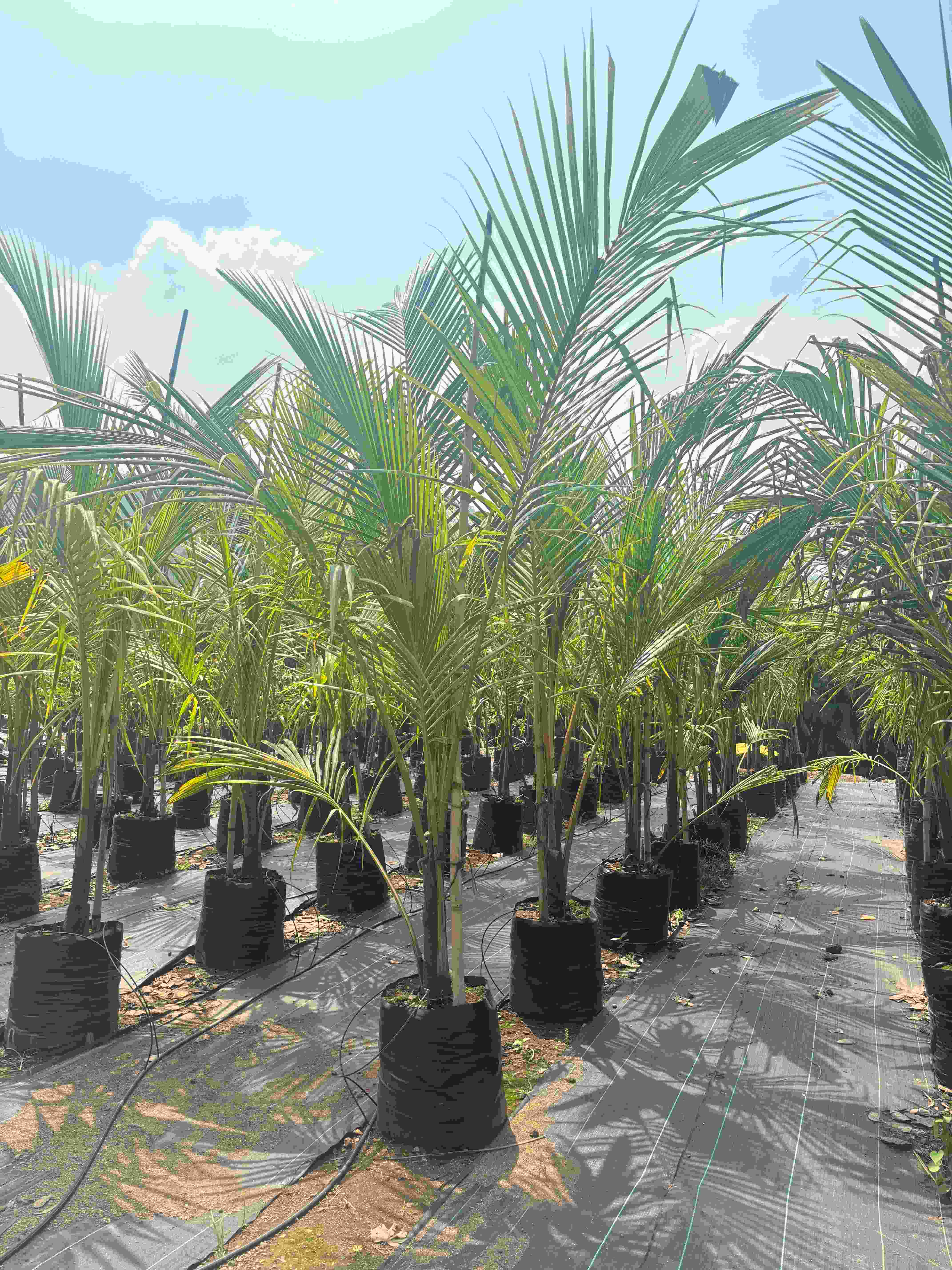 Coconut Banavali (Cocos nucifera) – Serena & Shaun's Plant Shop